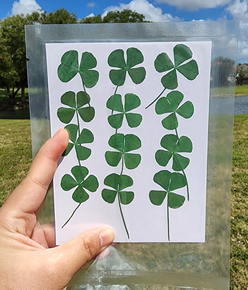 Pressed Dried 4 Leaf Clover for Floral Art Craft Resin Cast - Etsy