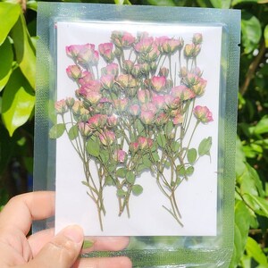 Pressed Dried Mini Rose Buds With Stems for Floral Art Craft Resin Cast ...