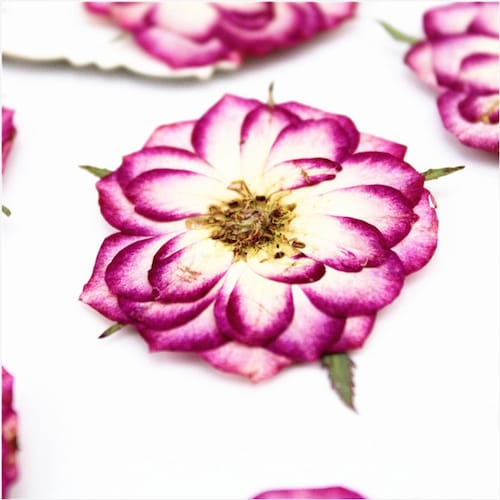Pressed Dried Mini Rose Buds With Stems for Floral Art Craft - Etsy
