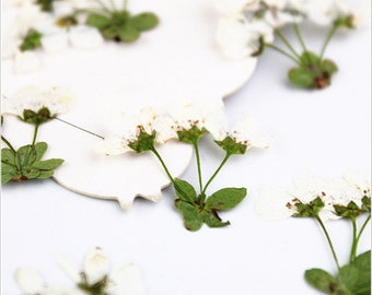 Pressed Dried 4 Leaf Clover for Floral Art Craft Resin Cast - Etsy