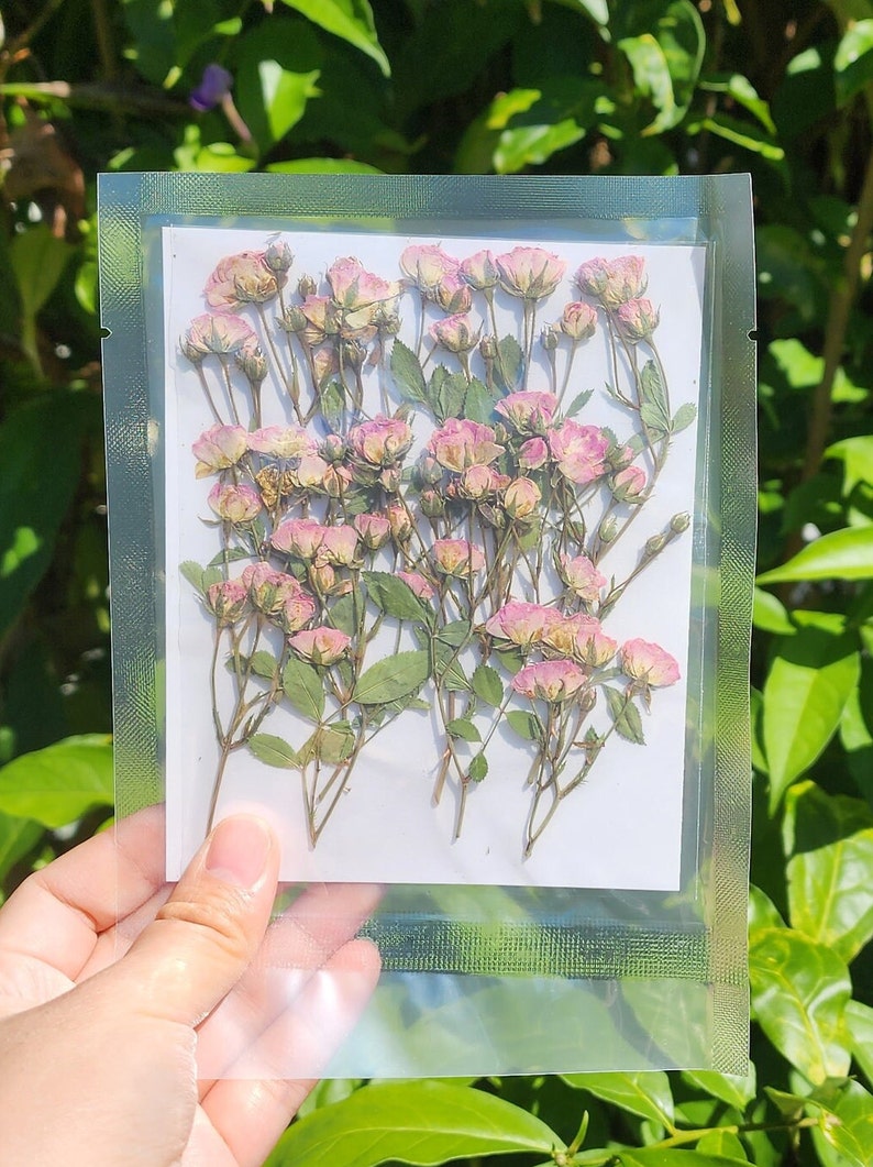 Pressed Dried Mini Rose Buds With Stems for Floral Art Craft - Etsy