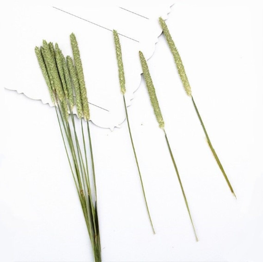 Pressed Dried Small Timothy Grass for Floral Art Craft Resin Cast - Etsy