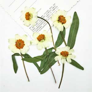 Pressed Dried Zinnia Flowers for Floral Art Craft Resin Cast - Etsy