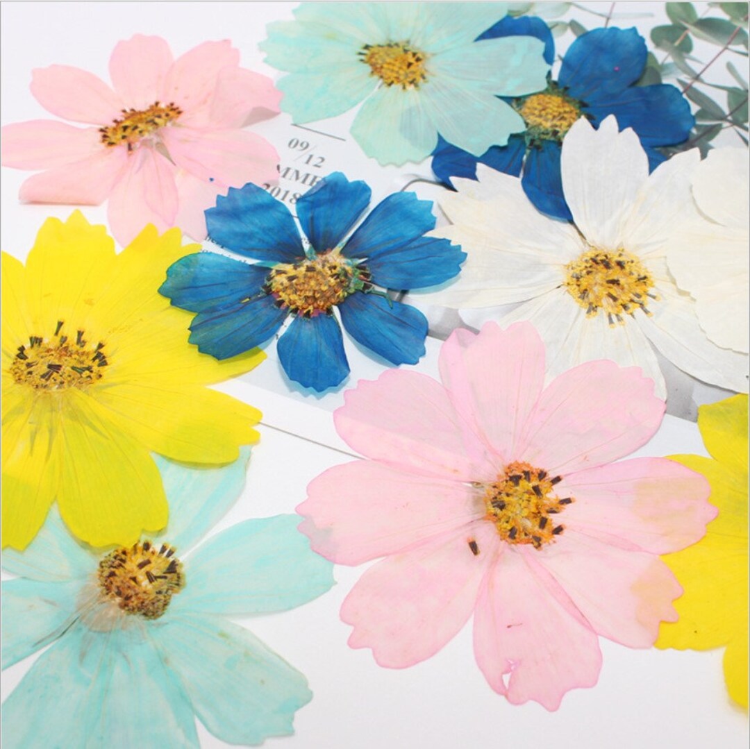 Pressed Dried Large Size Garden Cosmos Flower for Floral Art Craft ...
