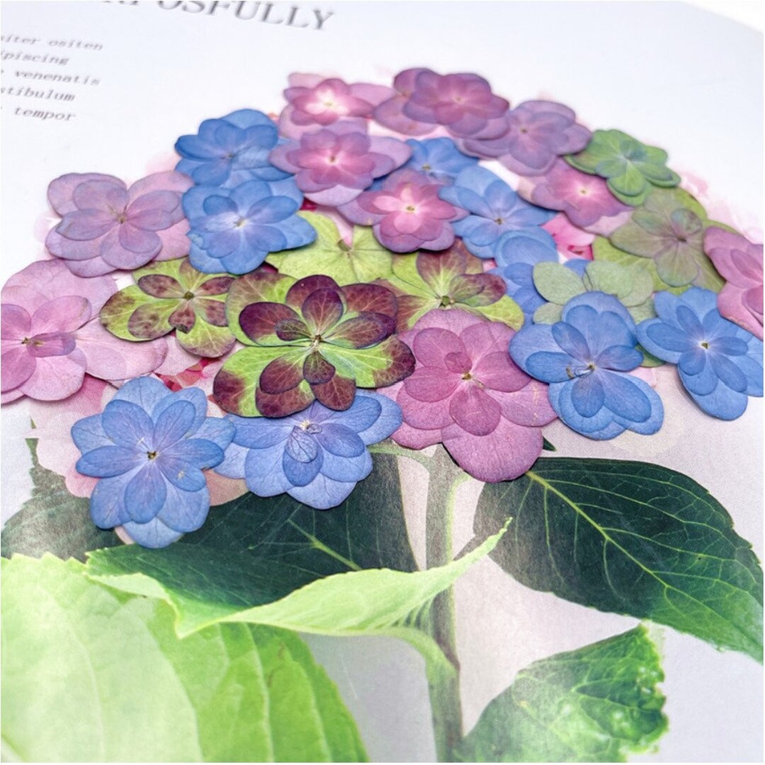 Pressed Dried Double Hydrangea Flowers for Floral Art Craft Resin Cast ...
