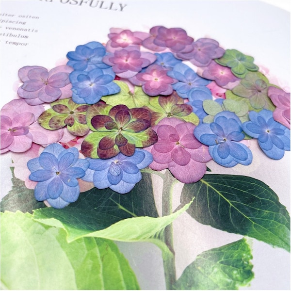 Pressed Hydrangea - Etsy