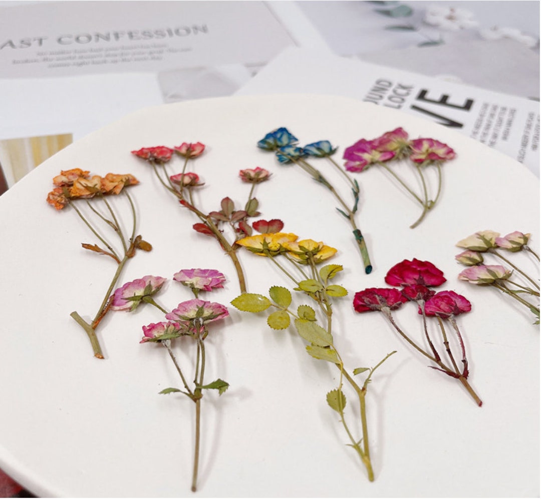 Pressed Dried Mini Rose Buds With Stems for Floral Art Craft Resin Cast ...