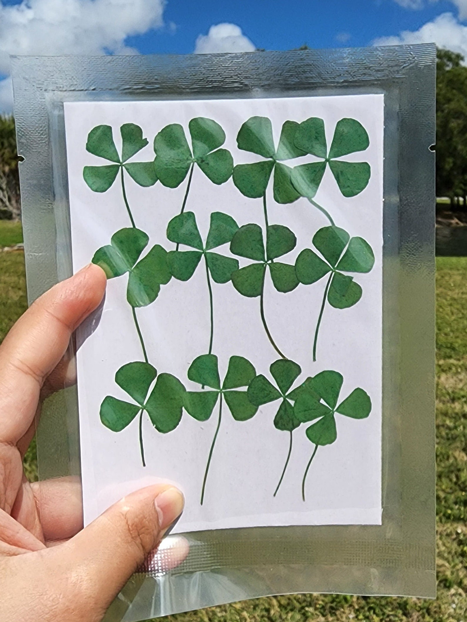 Pressed Dried 4 Leaf Clover for Floral Art Craft Resin Cast - Etsy