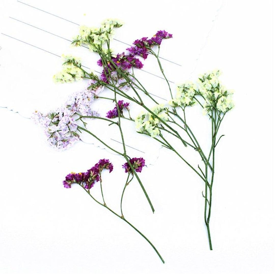 Pressed Dried Caspia Flowers for Floral Art Craft Resin Cast - Etsy