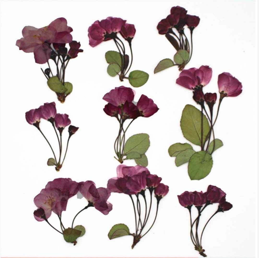 Pressed Dried Begonia Flowers With Leaves and Stems for Floral Art ...