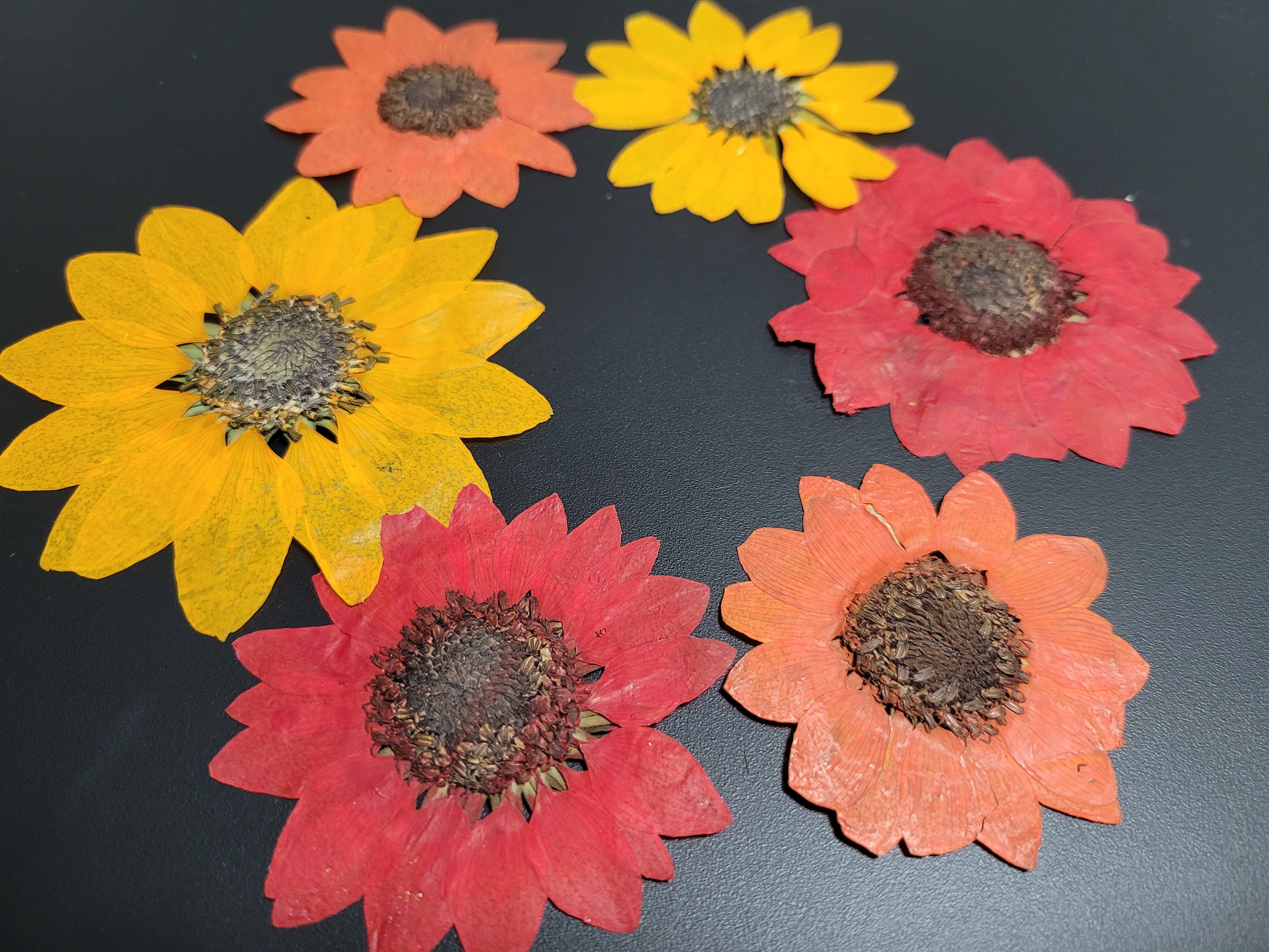 Pressed Dried Sunflower for Floral Art Craft Resin Cast | Etsy