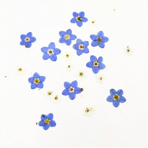 Pressed Dried Forget Me Not Flowers Flowers for Floral Art - Etsy