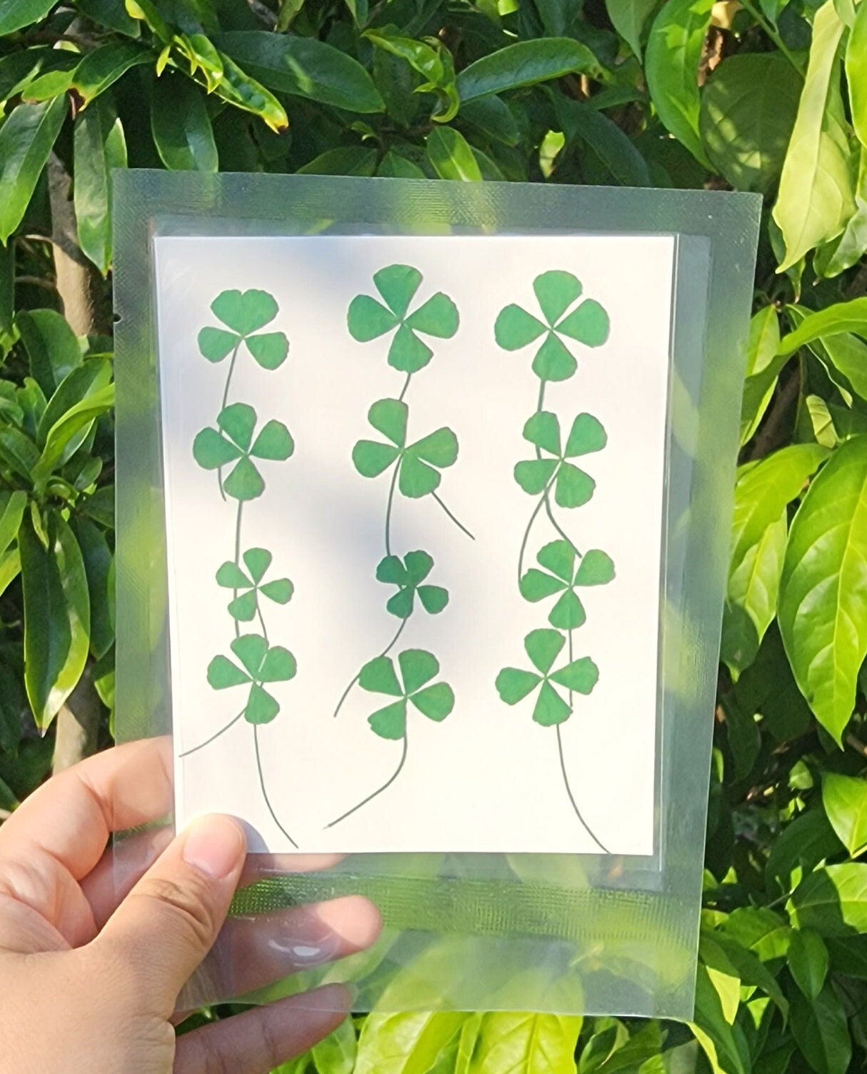 Pressed Dried 4 Leaf Clover for Floral Art Craft Resin Cast - Etsy