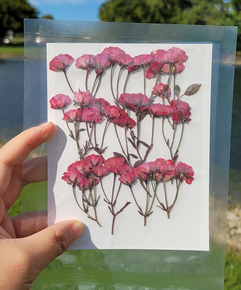 Pressed Dried Mini Rose Buds With Stems for Floral Art Craft - Etsy