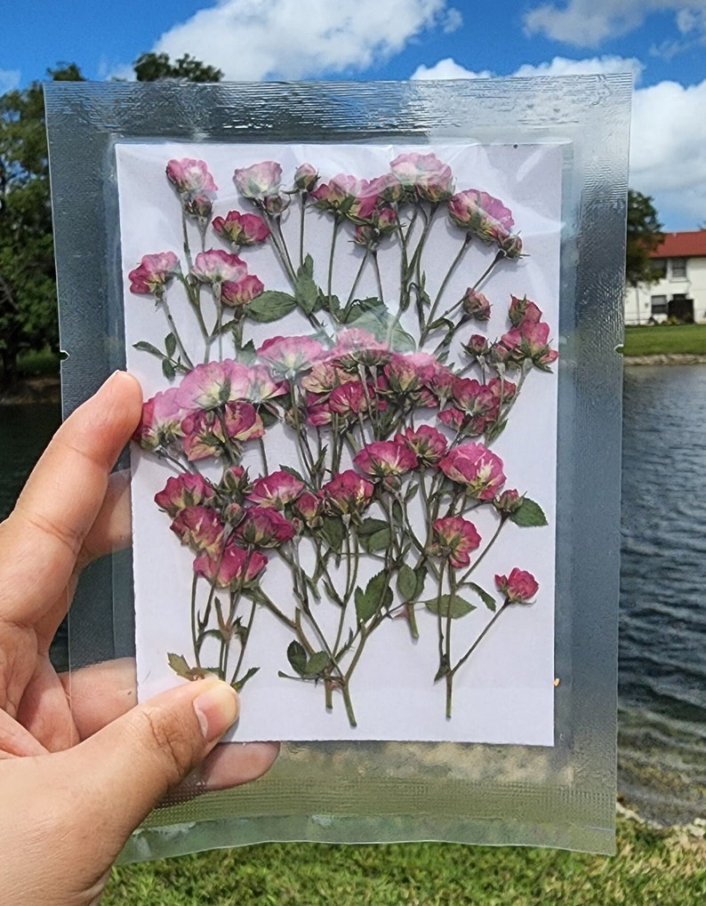 Pressed Dried Mini Rose Buds With Stems for Floral Art Craft | Etsy