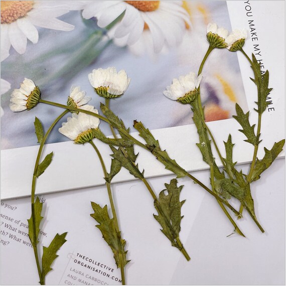 Pressed Dried Daisy Flower With Stems and Leaves for Floral | Etsy