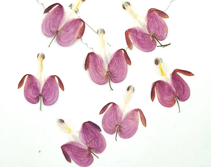 Pressed Dried Bleeding Heart Flower for Floral Art Craft Resin Cast - Etsy