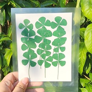 Pressed Dried 4 Leaf Clover for Floral Art Craft Resin Cast - Etsy