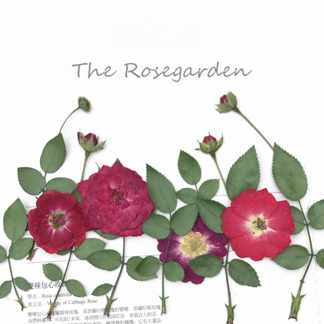 Pressed Dried Rose Variety Pack, Mixed With Flowers, Buds, Stems and ...