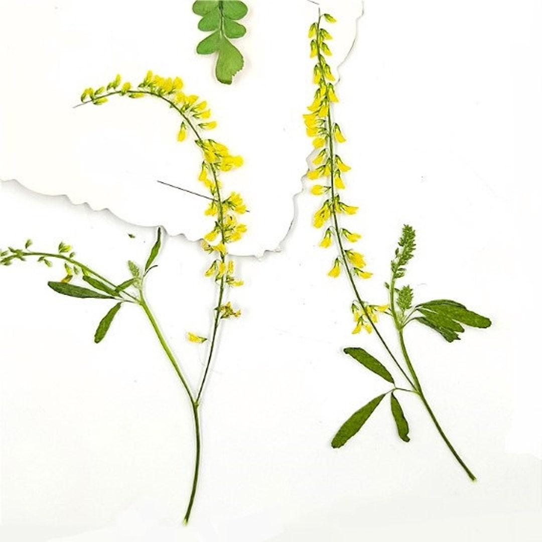 Pressed Dried Sweet Yellow Clover for Floral Art Craft Resin Cast - Etsy
