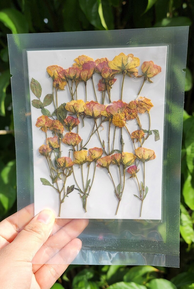 Pressed Dried Mini Rose Buds With Stems for Floral Art Craft - Etsy