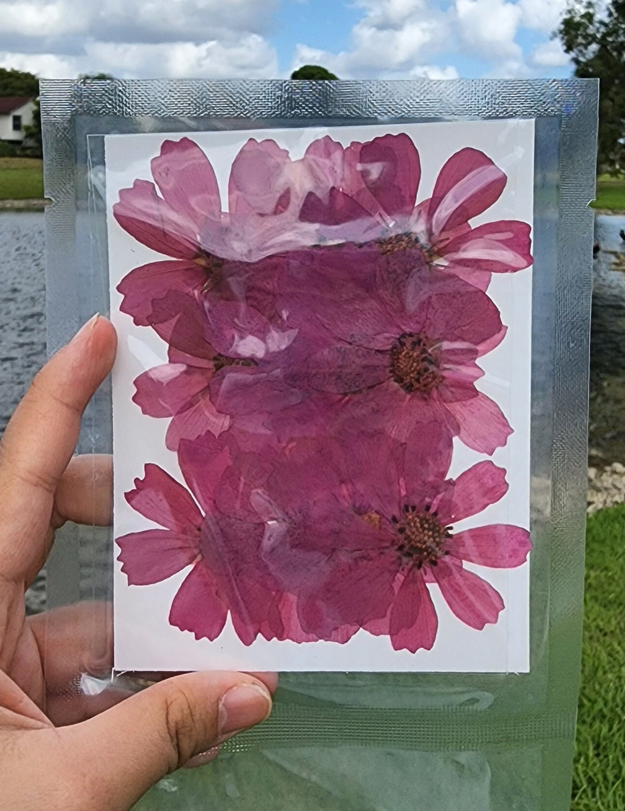 Pressed Dried Purple White Cosmos Flower for Floral Art Craft - Etsy