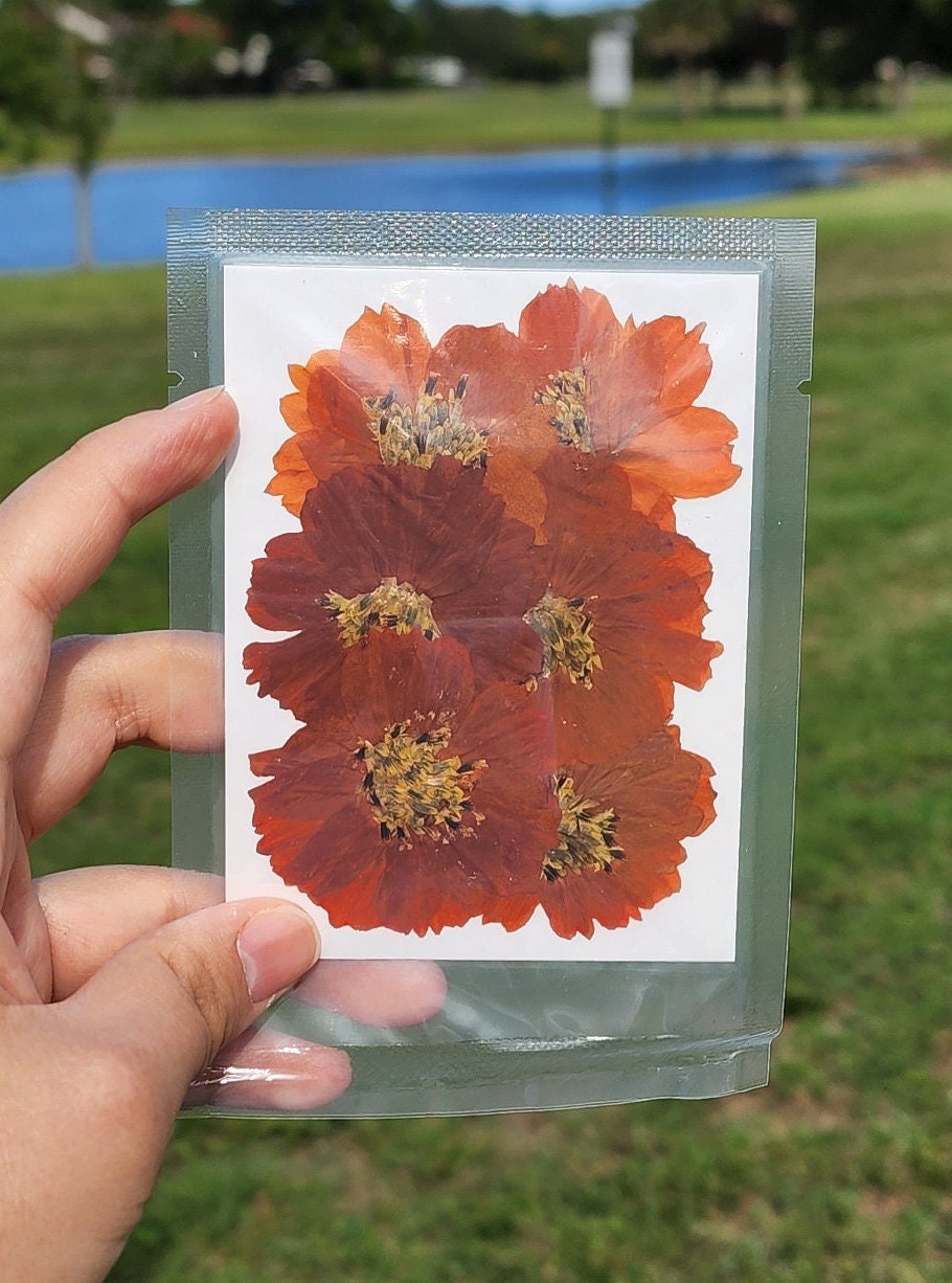 Pressed Dried Sulphur Cosmos With Stems for Floral Art Craft - Etsy