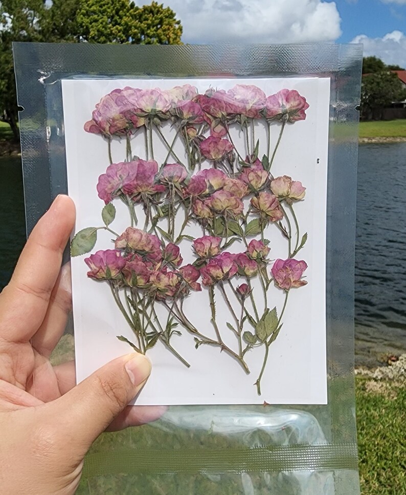 Pressed Dried Mini Rose Buds With Stems for Floral Art Craft - Etsy