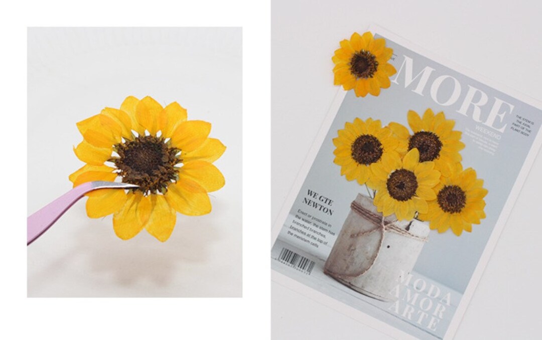 Pressed Dried Sunflower for Floral Art Craft Resin Cast - Etsy