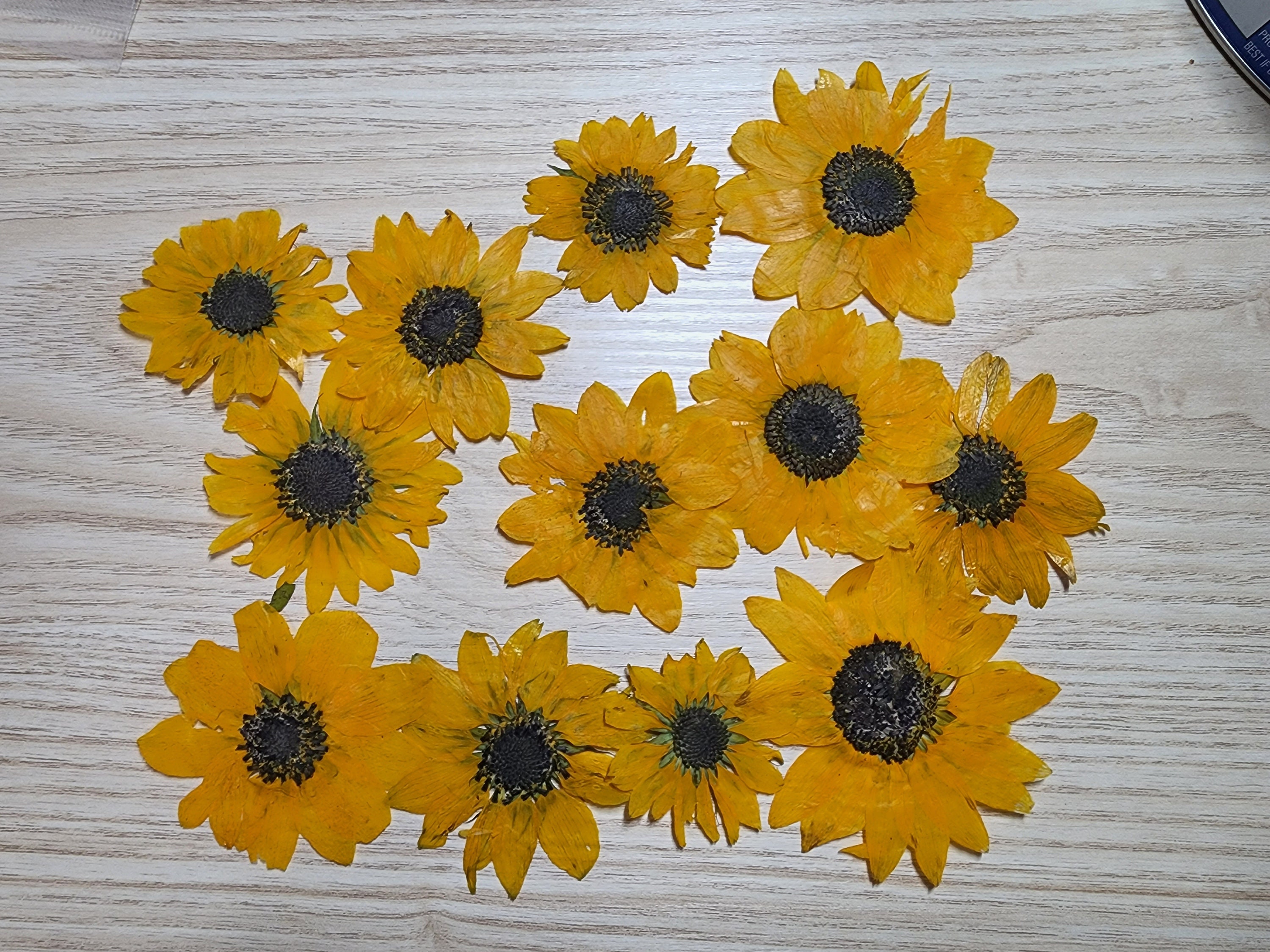 Pressed Dried Sunflower for Floral Art Craft Resin Cast - Etsy