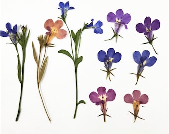 Pressed Dried Zinnia Flowers for Floral Art Craft Resin Cast - Etsy