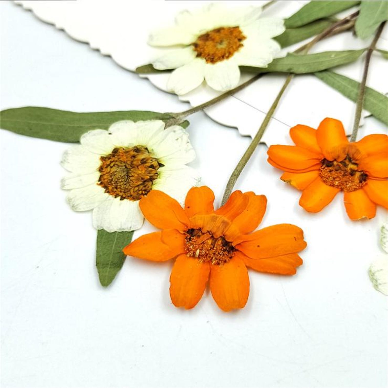 Pressed Dried Zinnia Flowers for Floral Art Craft Resin Cast - Etsy