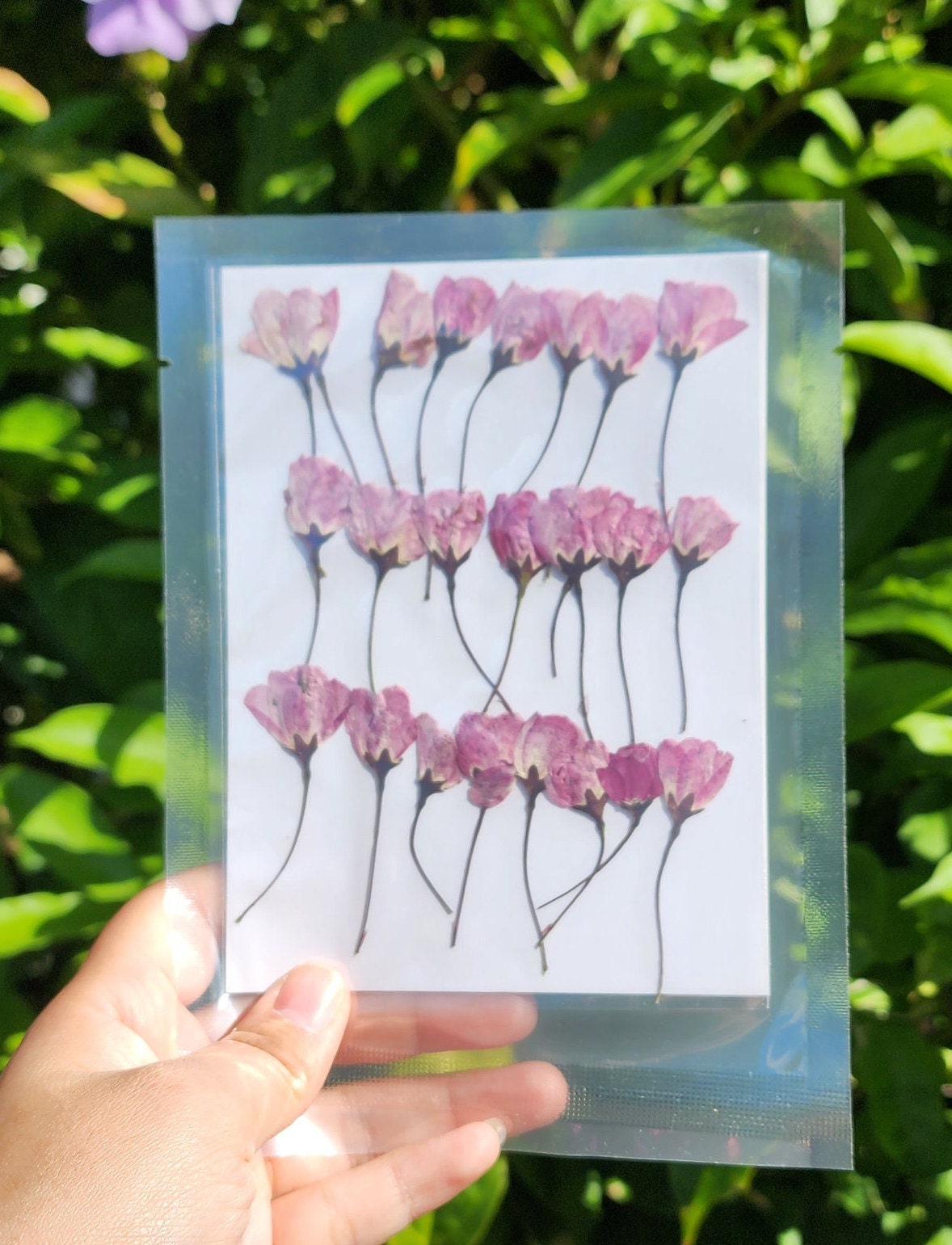 Pressed Dried Begonia Flowers With Leaves and Stems for Floral - Etsy