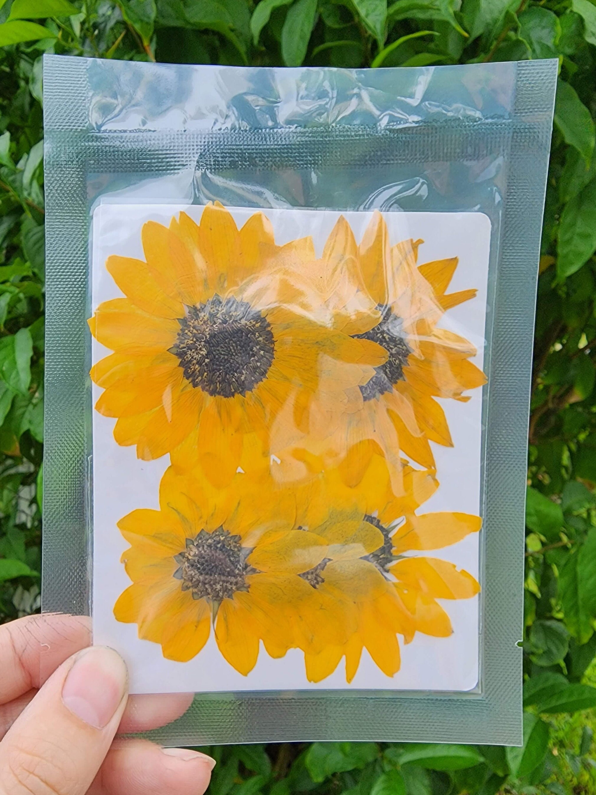 Pressed Dried Sunflower for Floral Art Craft Resin Cast - Etsy