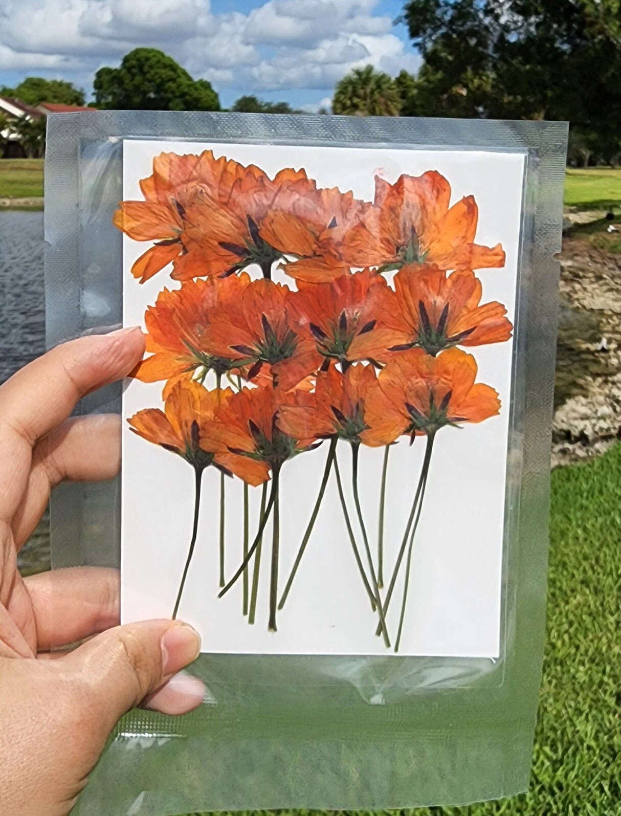 Pressed Dried Sulphur Cosmos With Stems for Floral Art Craft - Etsy