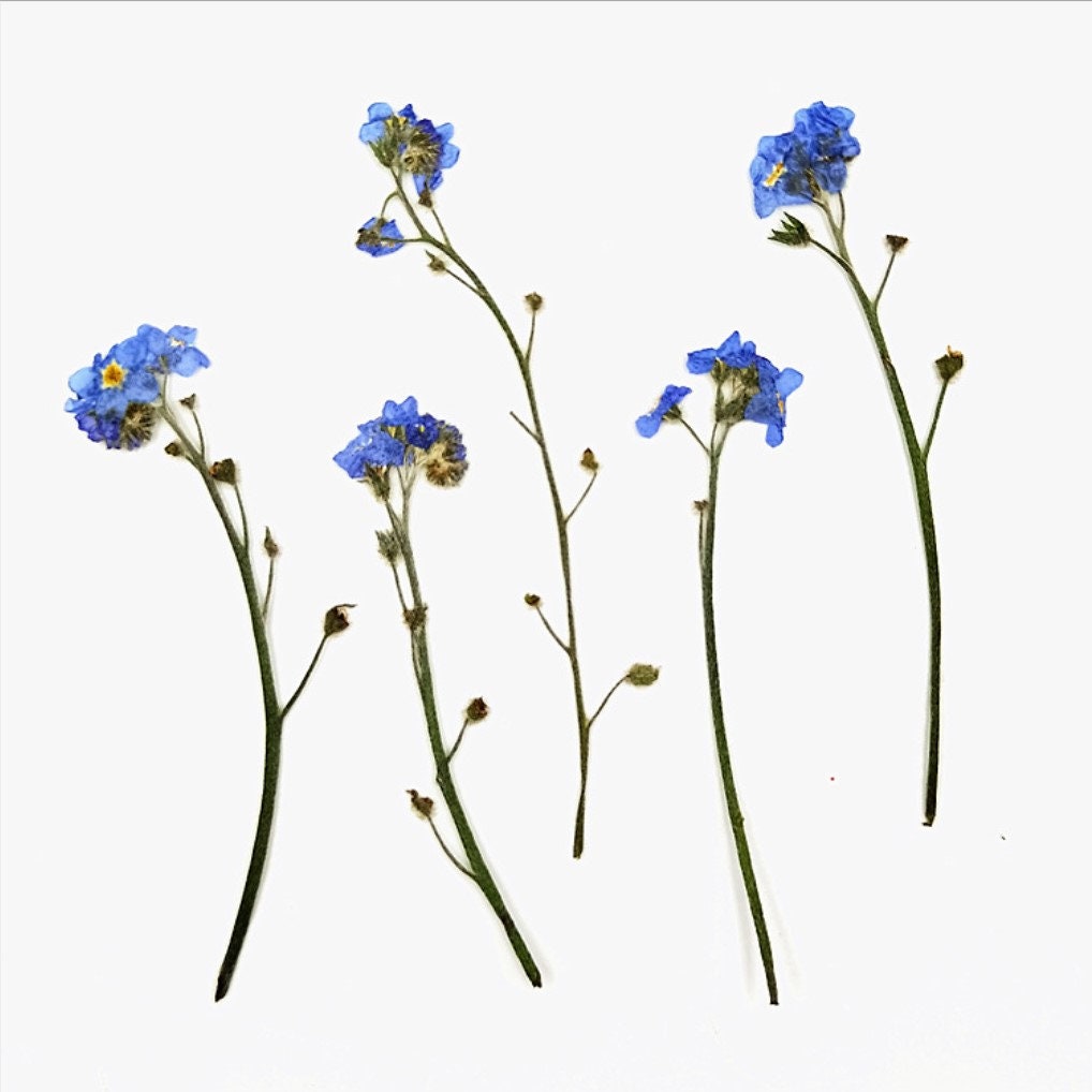 Pressed Dried Forget Me Not Flowers Flowers for Floral Art - Etsy