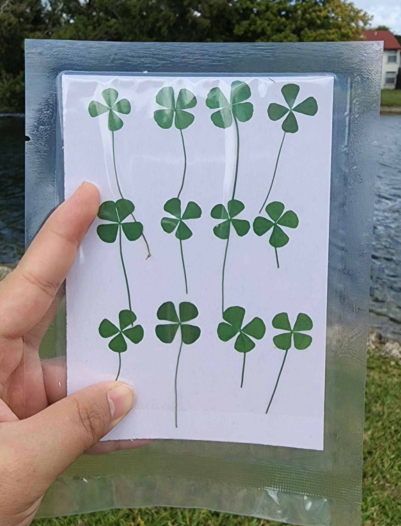 Pressed Dried 4 Leaf Clover for Floral Art Craft Resin Cast - Etsy