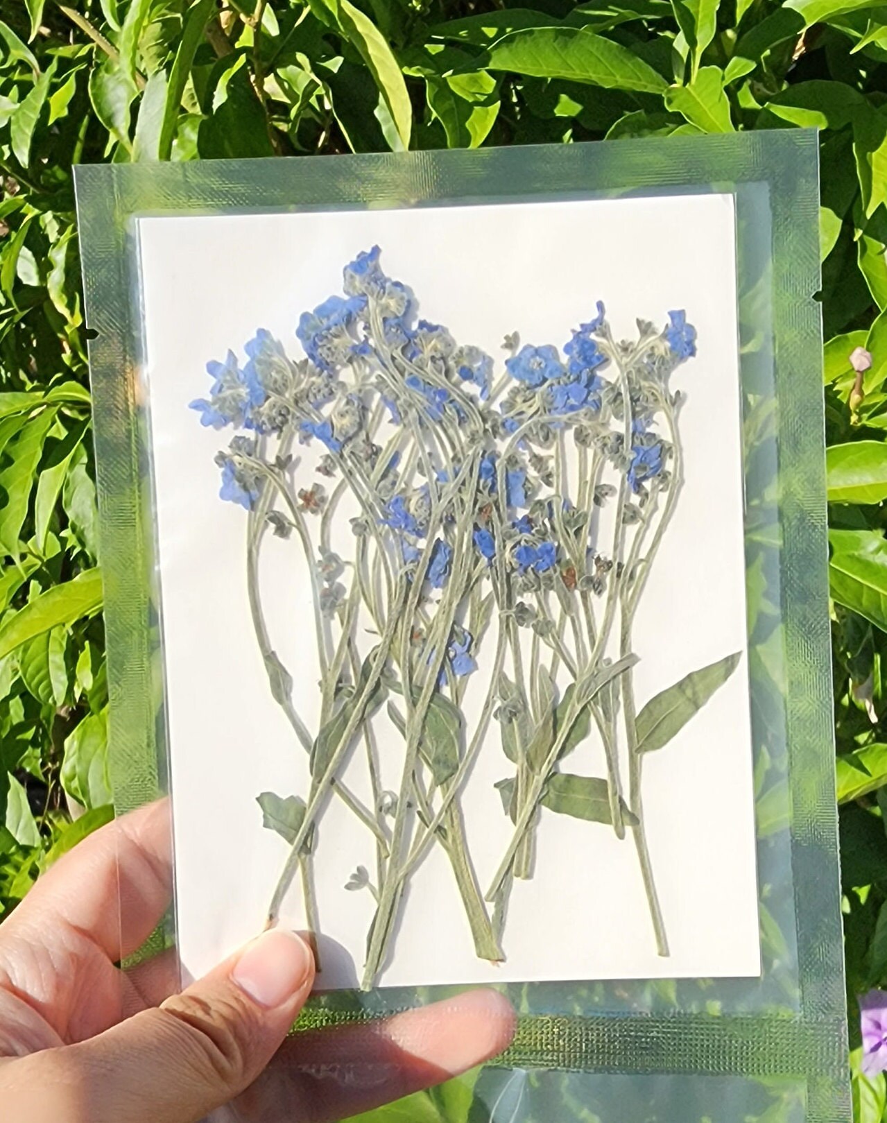 Pressed Dried Forget Me Not Flowers Flowers for Floral Art - Etsy
