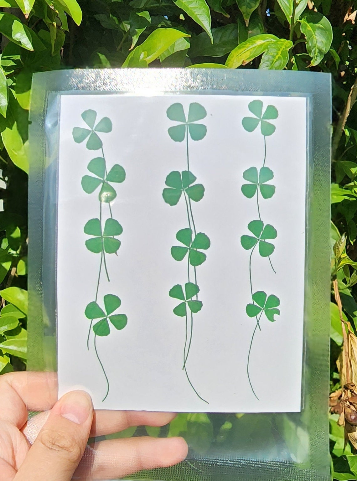 Pressed Dried 4 Leaf Clover for Floral Art Craft Resin Cast - Etsy