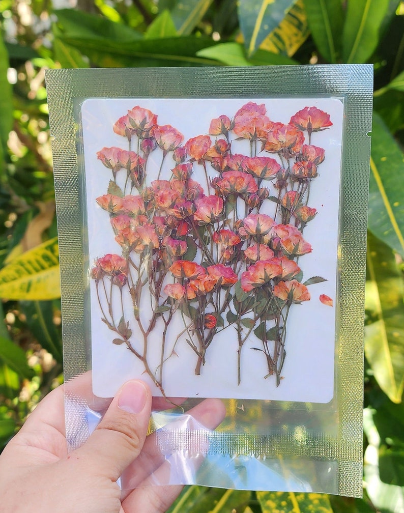 Pressed Dried Mini Rose Buds With Stems for Floral Art Craft - Etsy