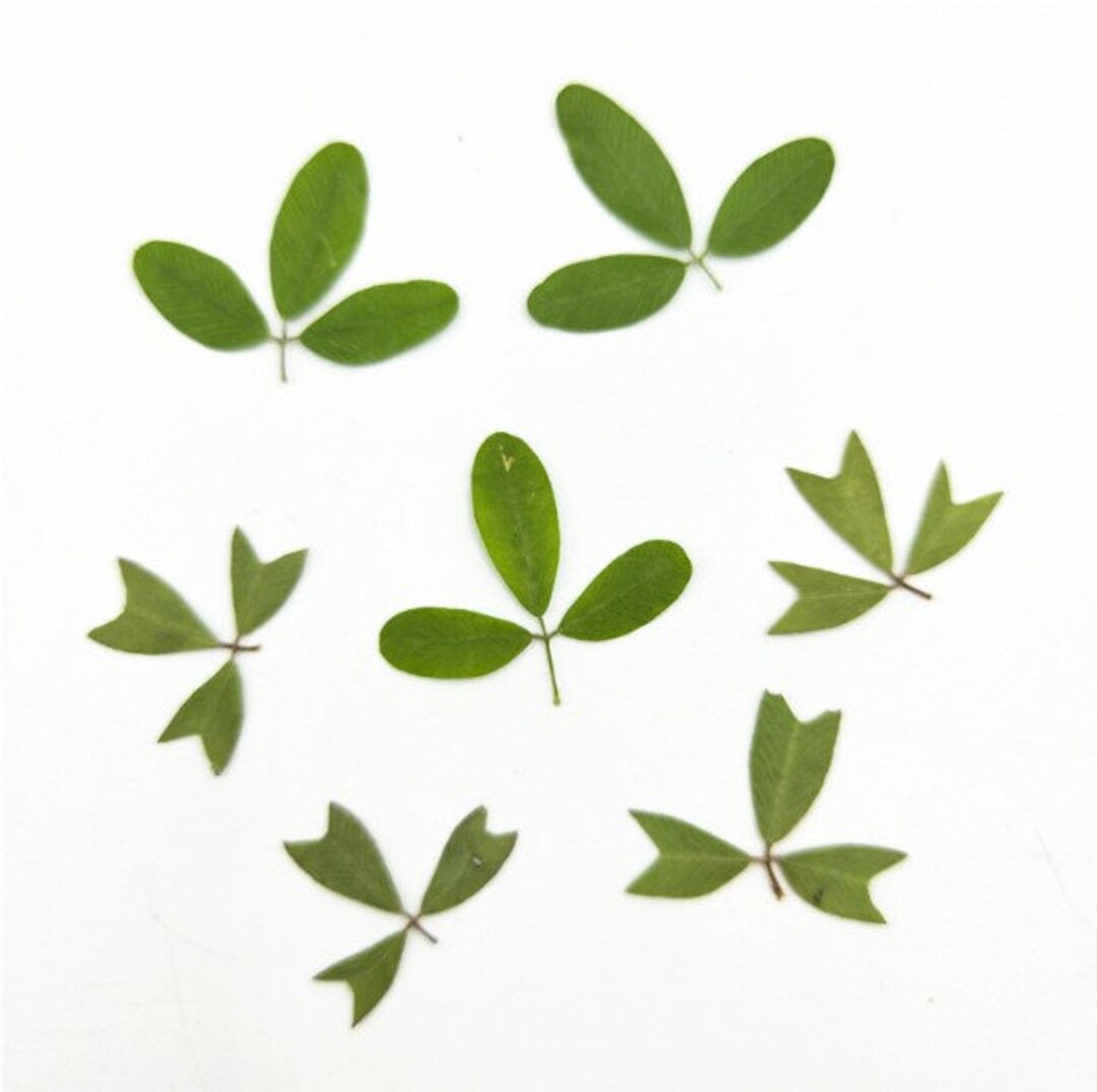 Pressed Dried Bush Clover for Floral Art Craft Resin Cast - Etsy