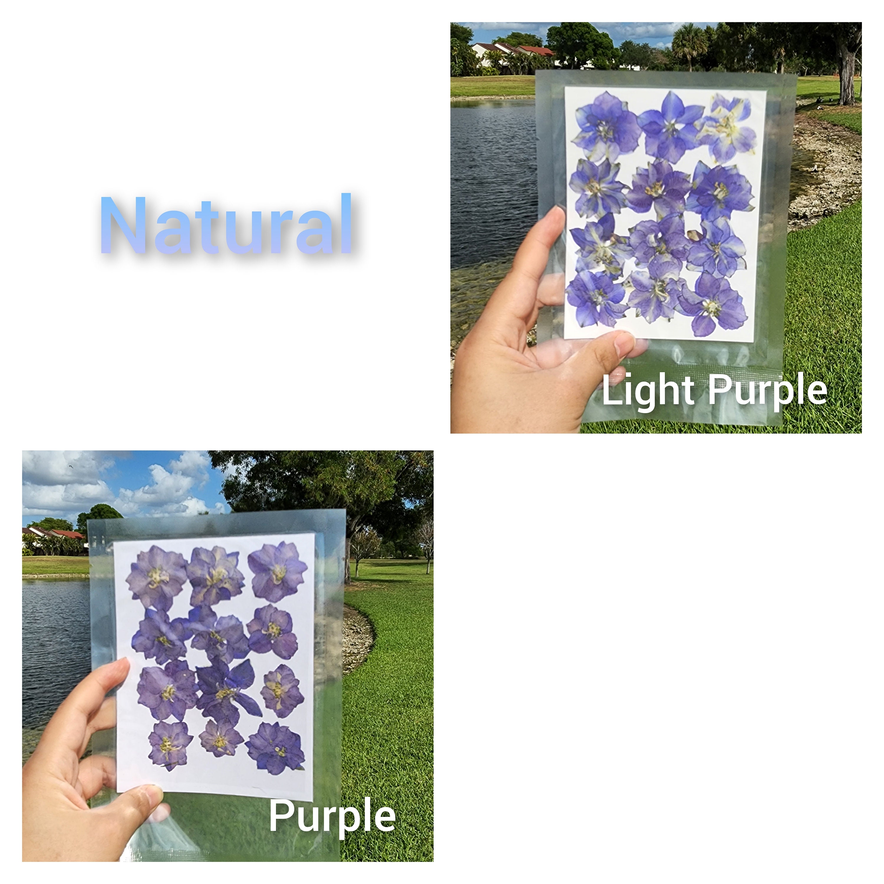 Pressed Flowers for Floral Art Craft Resin Cast Multiple Color - Etsy