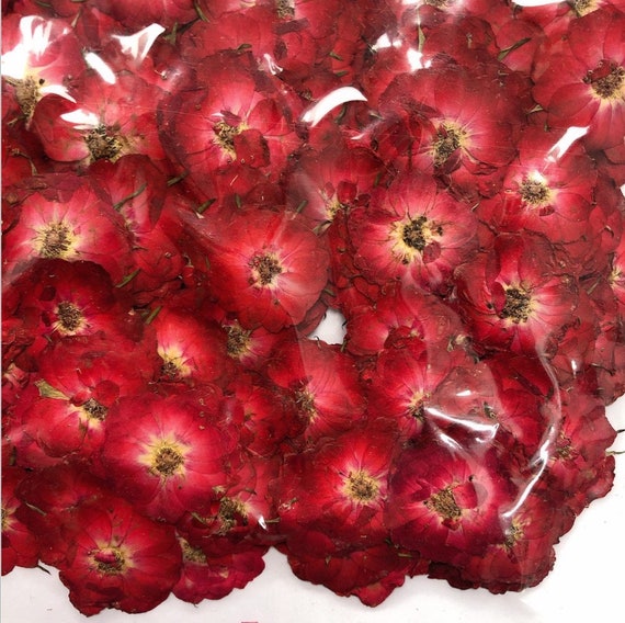 Pressed Dried Rose Flowers for Floral Art Craft Resin Cast - Etsy