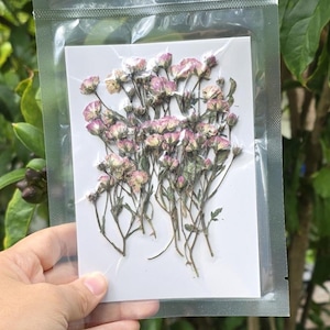 Pressed Dried Mini Rose Buds With Stems for Floral Art Craft Resin Cast ...