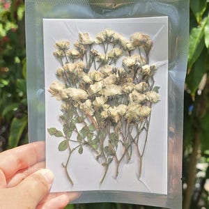 Pressed Dried Mini Rose Buds With Stems for Floral Art Craft Resin Cast ...