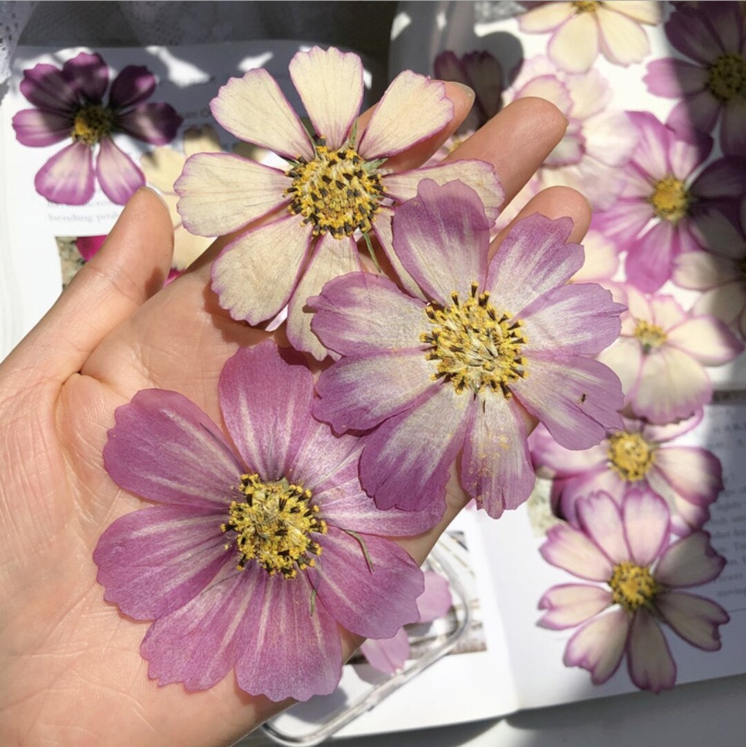 Pressed Dried Purple White Cosmos Flower for Floral Art Craft Resin ...