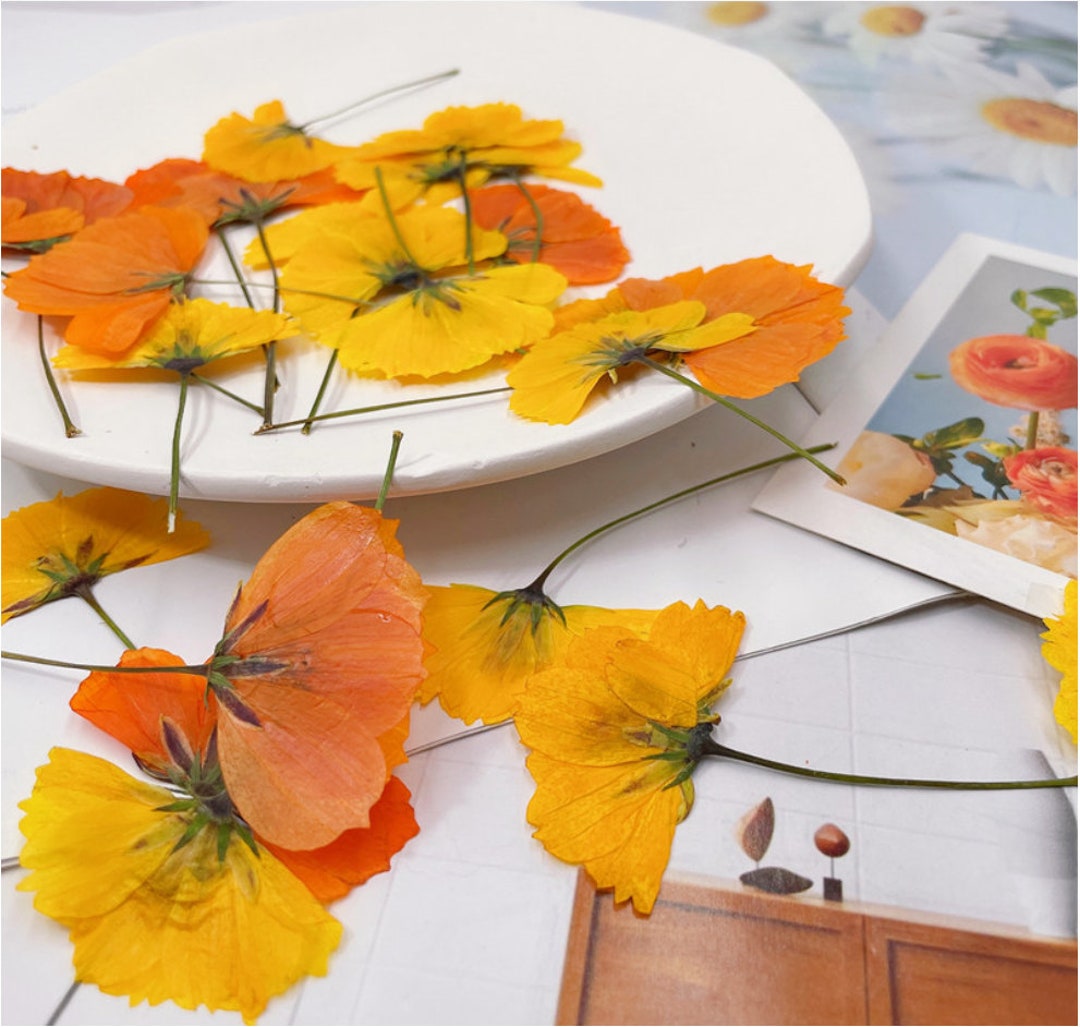 Pressed Dried Sulphur Cosmos With Stems for Floral Art Craft Resin Cast ...