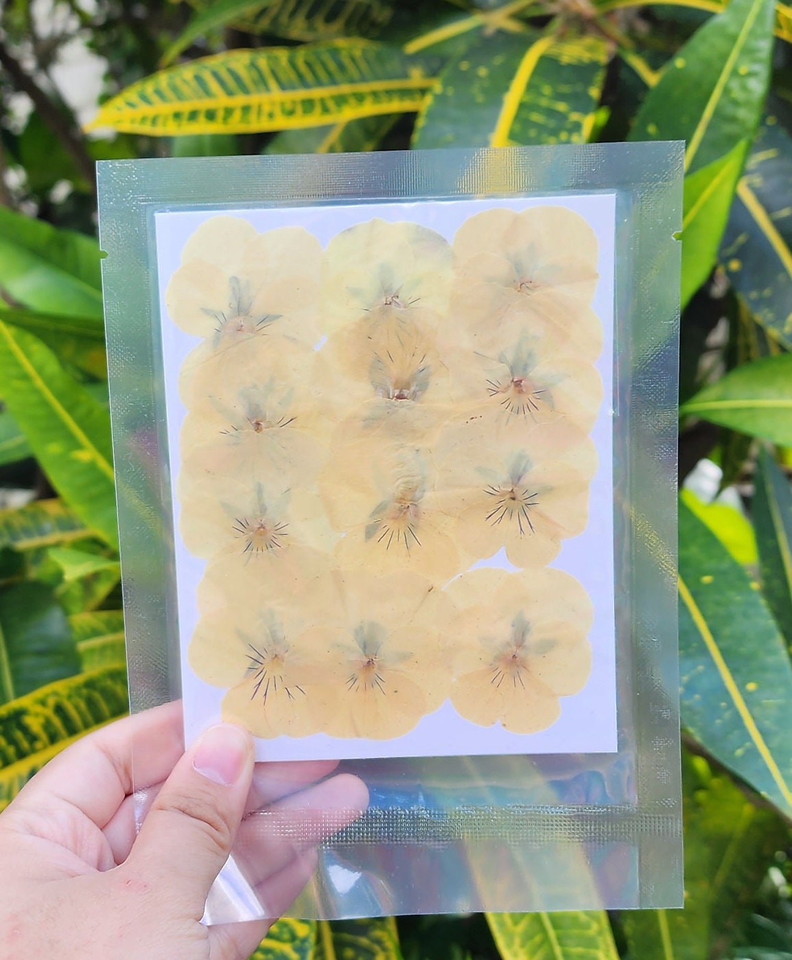 Pressed Dried Pansies/violas Flowers for Floral Art Craft Resin Cast - Etsy
