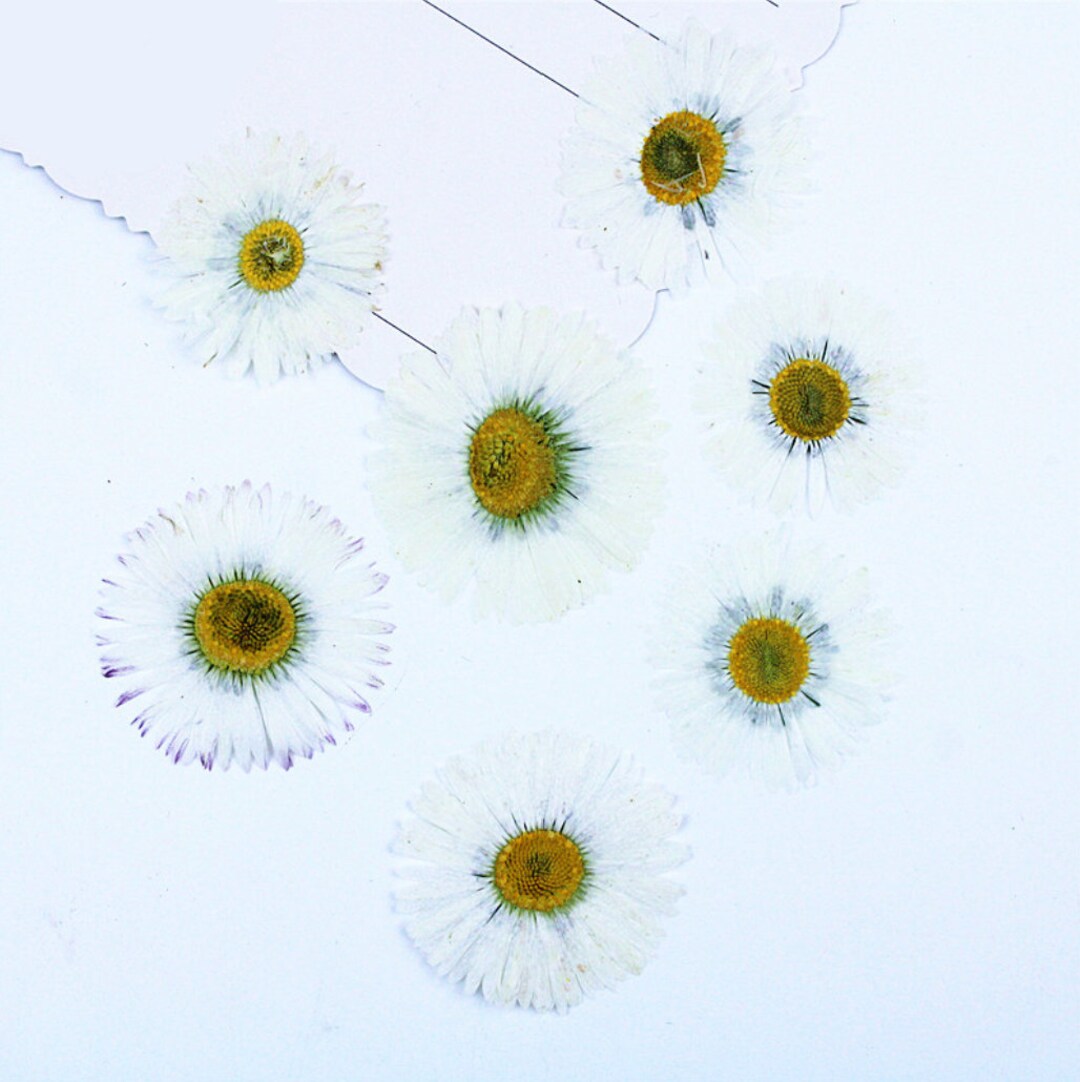 Pressed Dried Aster White Ladies Flower for Floral Art Craft Resin Cast ...