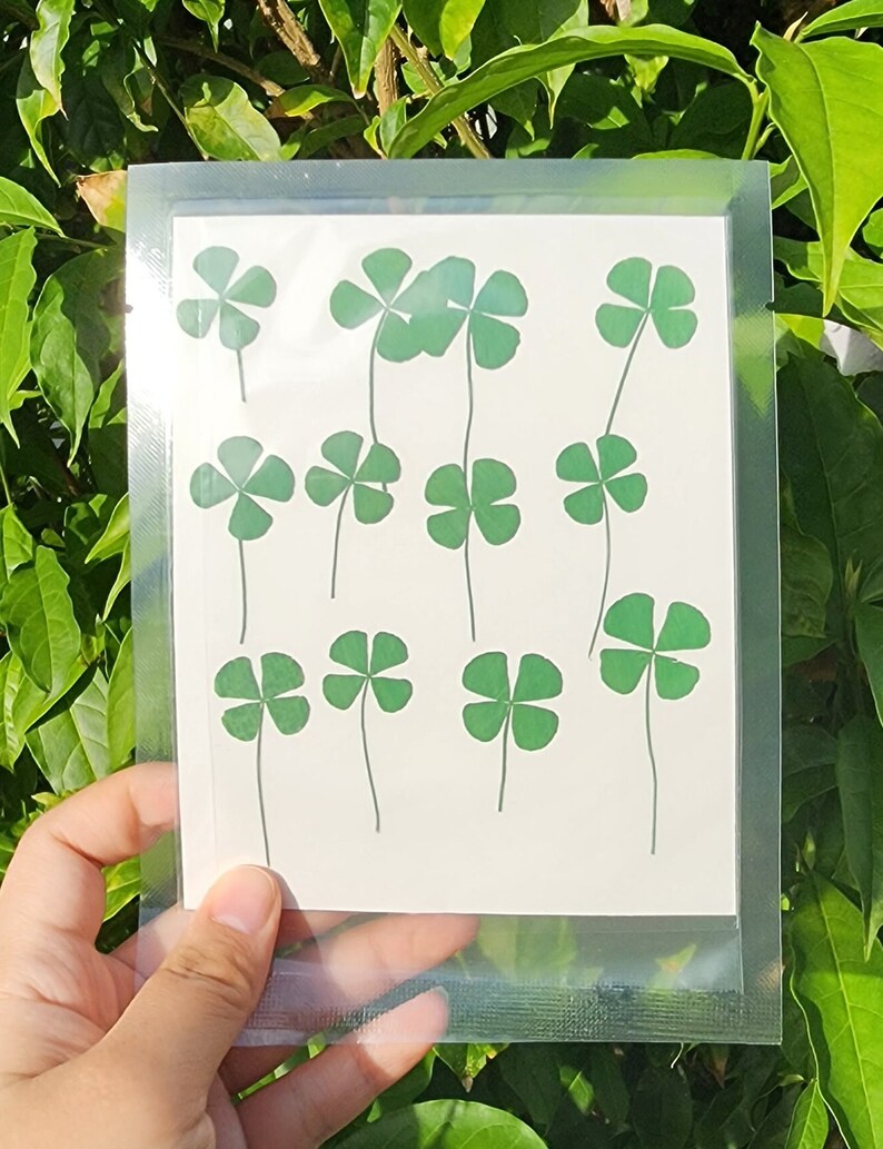Pressed Dried 4 Leaf Clover for Floral Art Craft Resin Cast - Etsy